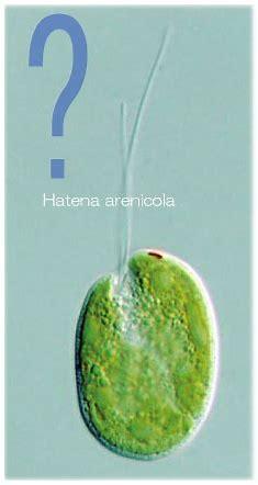 【古菌域全系列14】隐藻界Cryptista：隐于世间而影响世界 - 知乎