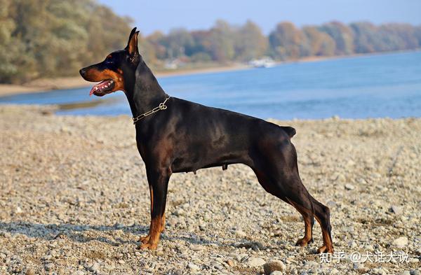 唯一以最早饲养人名字命名的犬种——杜宾犬Dobermann - 知乎