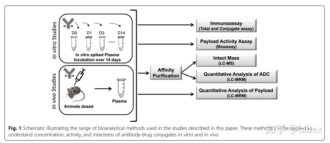 ADC抗体偶练药物MSD分析平台：Cell Based Binding，药物代谢，免疫原性 - 知乎