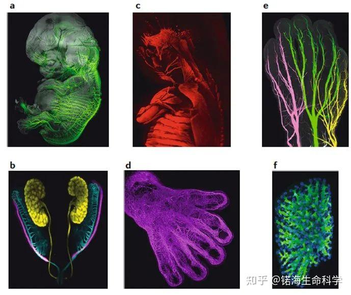 生物组织透明化处理方案千千万——如何做对的选择? - 知乎