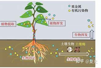 氧化亚铁硫杆菌(Thiobacillus ferrooxidans)对重金属富集植物腐蚀作用研究 - 知乎