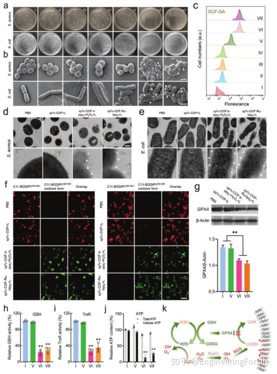 《Advanced science》：应对耐药致病菌新思路：诱导细菌铁死亡！ - 知乎