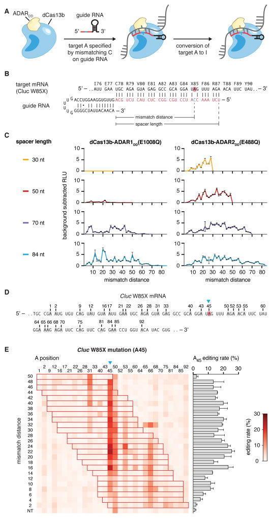 Science｜CRISPR-Cas13编辑RNA - 知乎