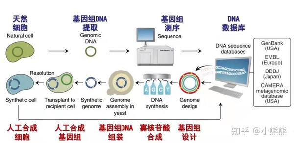 专栏| 合成生物学“造物致知、造物致用” - 知乎