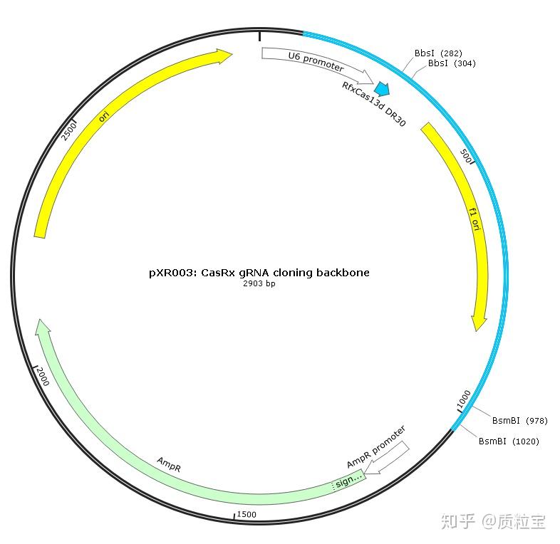 靶向RNA的CRISPR/CasRx - 知乎