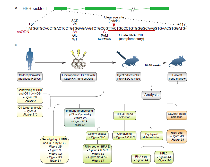 重磅 | 《iScience》期刊发表IDT公司关于镰状细胞病基因治疗的研究成果 - 知乎