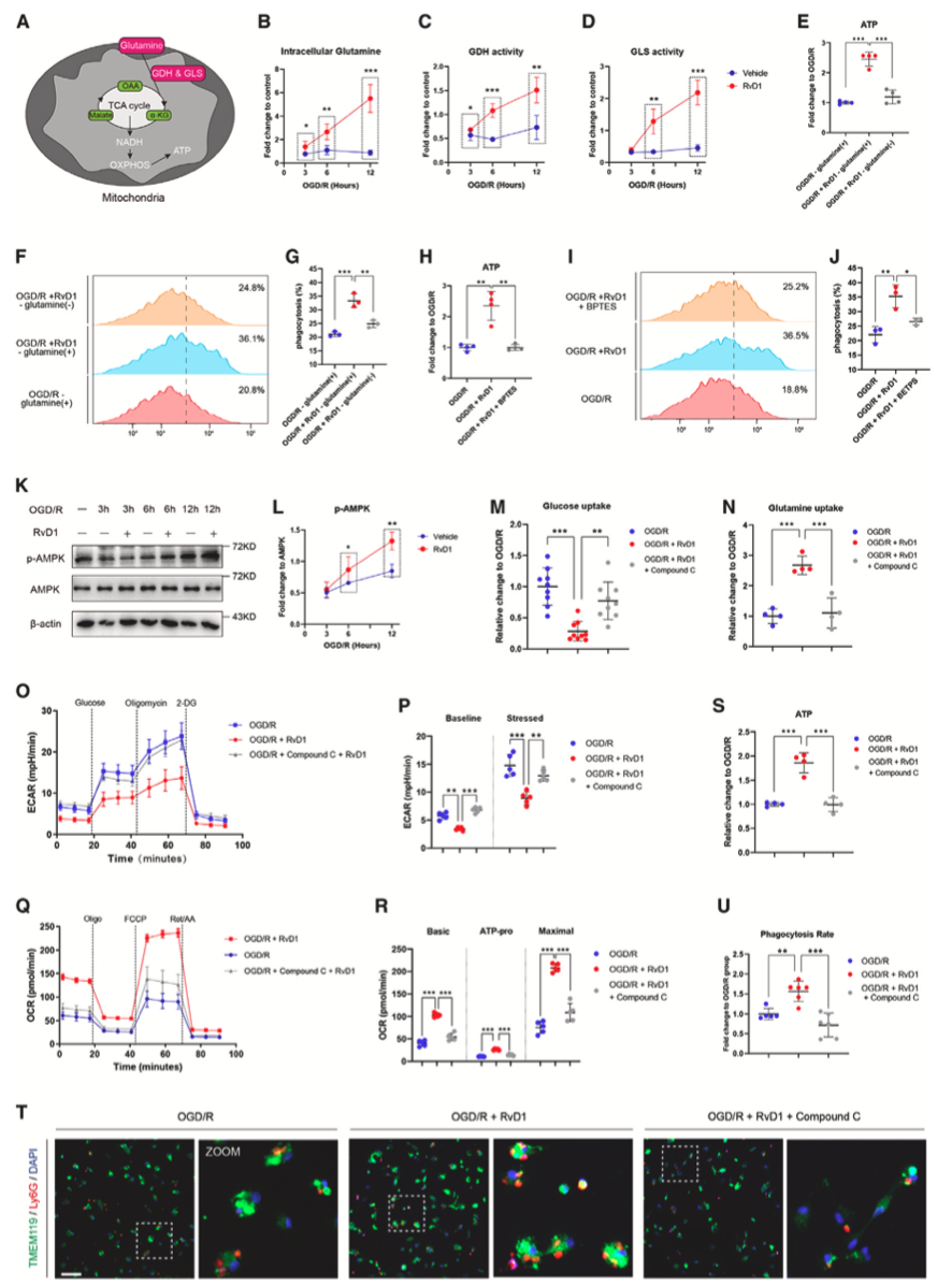 Cell Reports 丨Resolvin D1 重编程能量代谢促进小胶质细胞吞噬缺血性脑卒中后的中性粒细胞 - 知乎