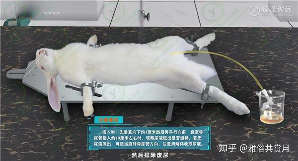 速尿对家兔的利尿作用实验，直观展现还选“红平果”软件！ - 知乎