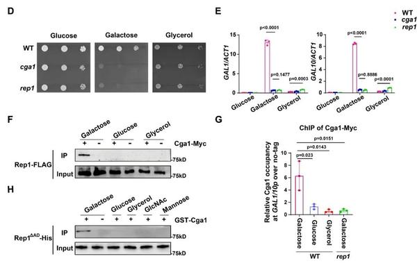 eLife︱武汉大学生命科学学院逯杨/苏畅团队揭示白念珠菌半乳糖代谢信号通路分子机制 - 知乎