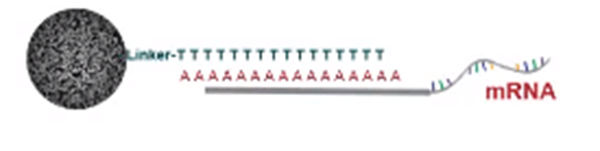 工艺加油站｜mRNA纯化新方法：POROS Oligo dT（25）亲和层析填料 - 知乎