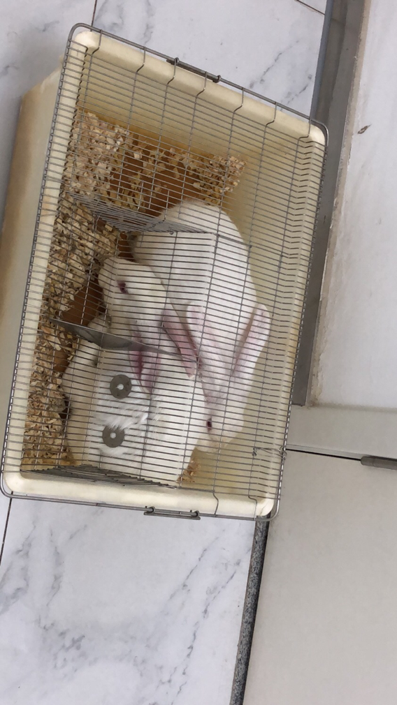 解剖兔子实验感受！ - 知乎