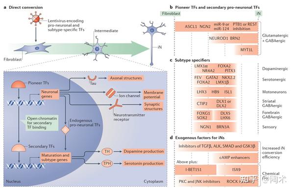 快速了解神经元分化过程 - 知乎