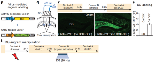 小布实用Tips｜神经元活动依赖工具系列之二：Tet-on/off系统 - 知乎