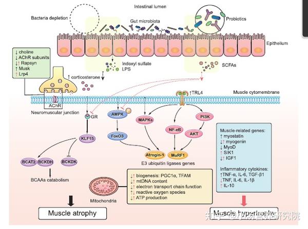 肠道菌群和肌肉之间也存在联系，一文详解「肌肠轴」研究进展 - 知乎