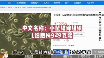 L929细胞培养，小鼠结缔组织L细胞株929克隆培养攻略-丰晖生物 - 知乎