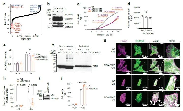 全新细胞死亡类型——双硫死亡（Disulfidptosis） - 知乎
