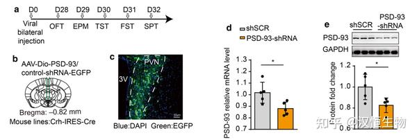 从原理到应用，Cre/Loxp及相关重组酶系统大全 - 知乎