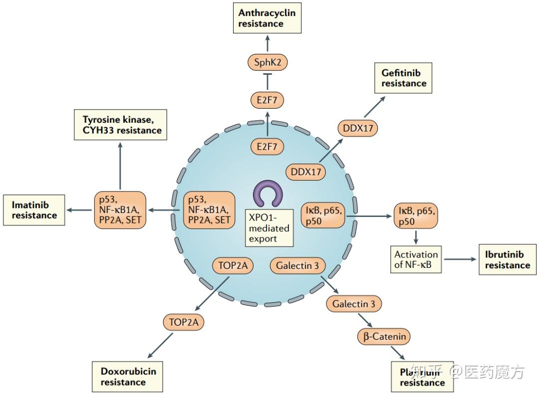 抗癌靶点XPO1「图鉴」 - 知乎