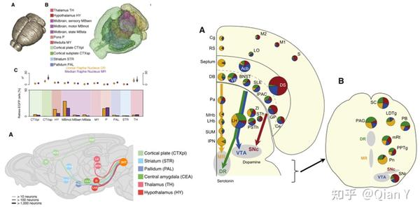 中缝核（Raphe）的奥秘 - 知乎