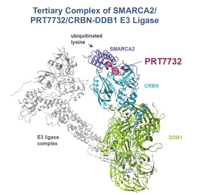 合成致死靶点SMARCA2: PROTAC蛋白降解剂 (专利综述) - 知乎