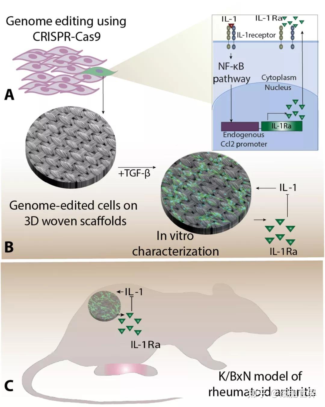 Sci Adv | CRISPR工程细胞植入体内释放药物应对炎症 - 知乎