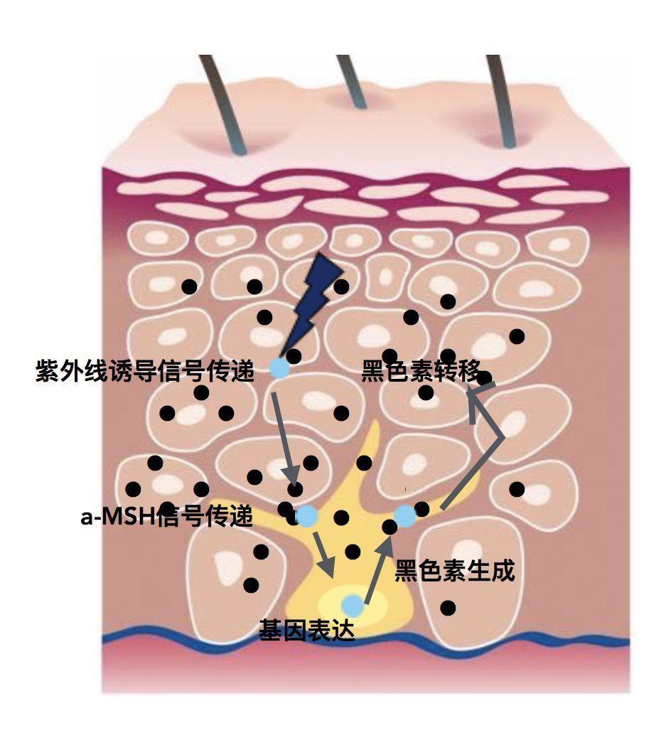 防晒霜正确使用顺序科普:我们为什么要重视防晒?防晒要卸妆吗 知乎