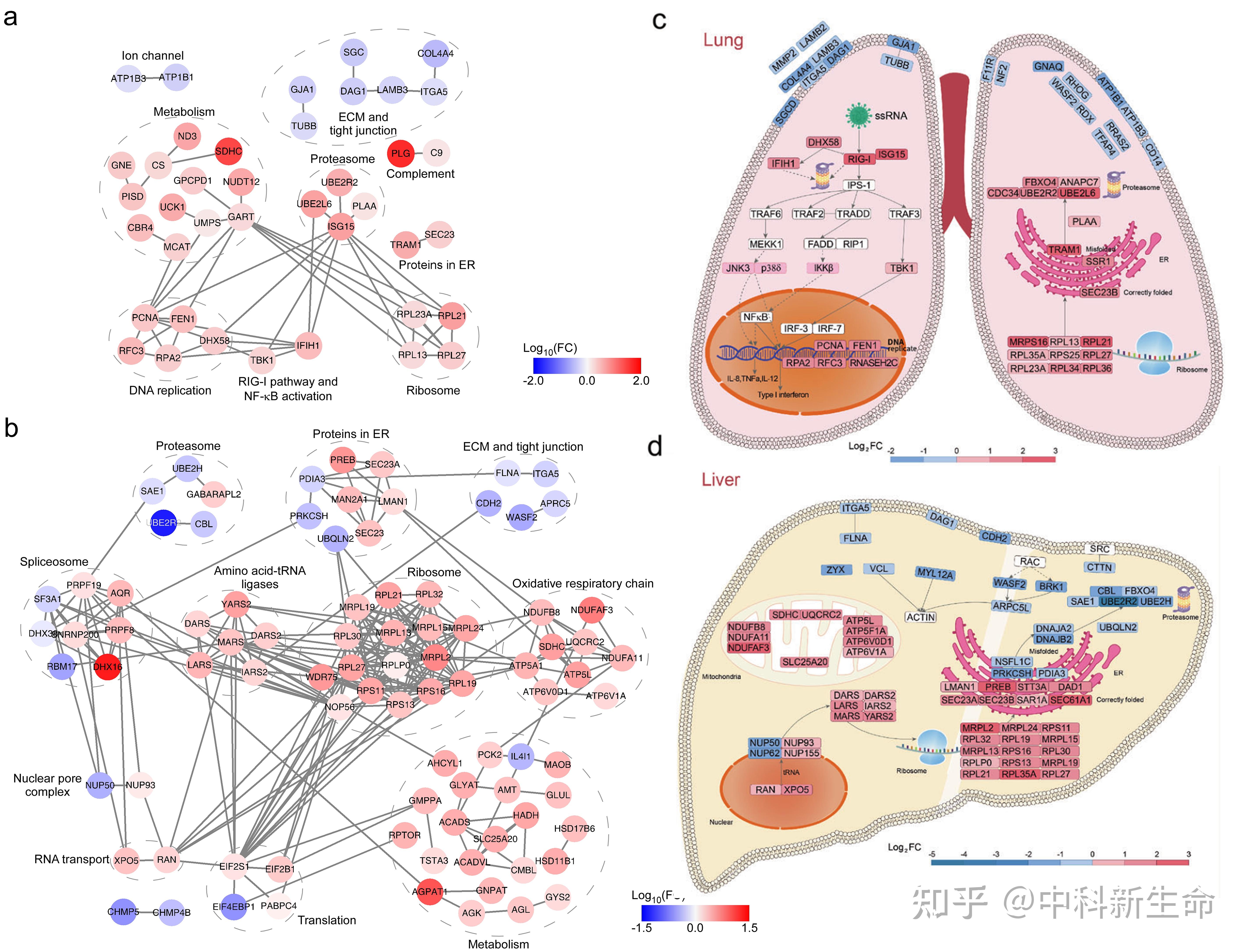 STTT（IF 38.104）| 协和医学院杨俊涛教授团队发布恒河猴感染COVID-19的分子机制及潜在治疗药物 - 知乎