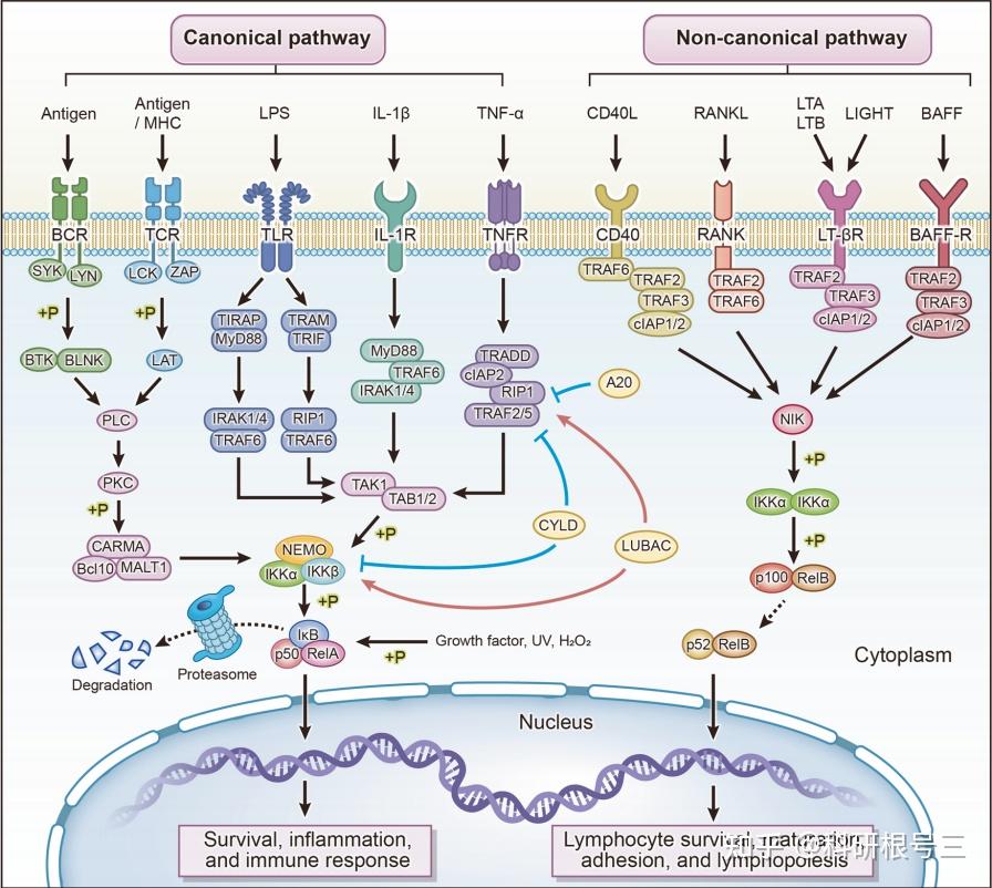 全面学习“NF-κB”，免疫中的经典信号通路 - 知乎