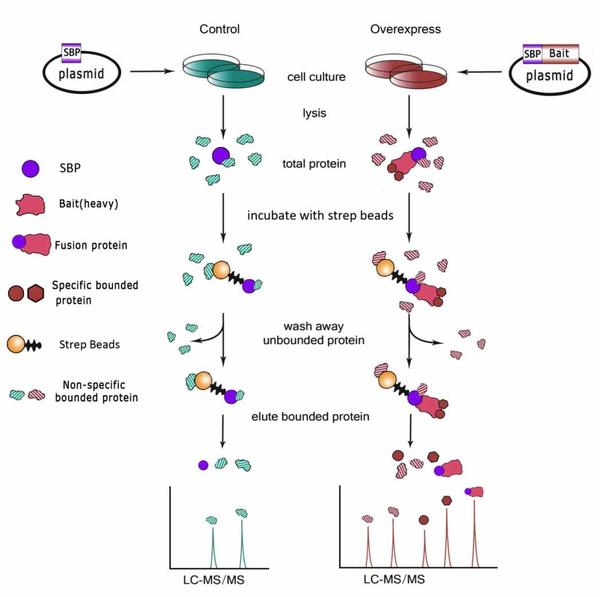 蛋白互作专题实验系列【第3堂】COIP-MS/AP-MS - 知乎