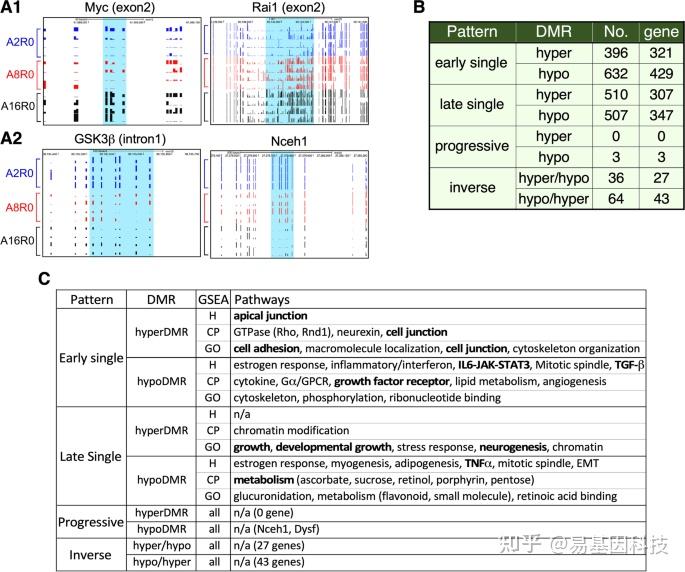 易基因｜全基因组DNA甲基化测序（WGBS）揭示衰老对肝再生的表观基因组调控机制 - 深圳市易基因科技 - 博客园