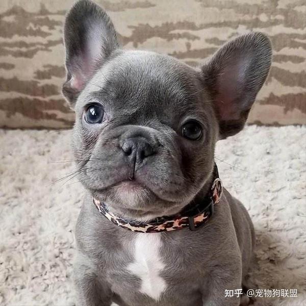 “法斗犬”的5大优点，网友：养了才知道“真香”！ - 知乎