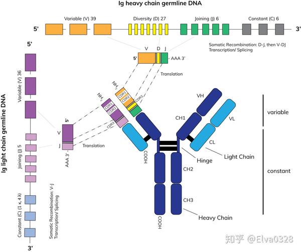 免疫学 - 03 - B细胞和抗体（BCR） - 知乎