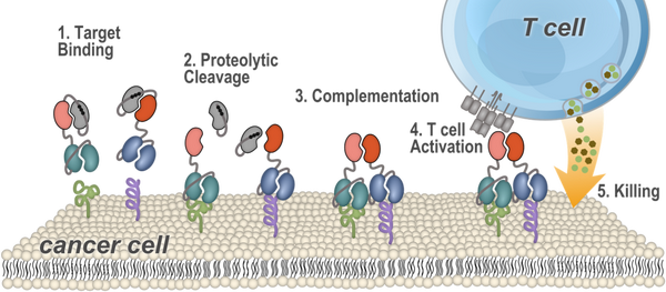 靶向34个新生抗原的个体化疫苗mRNA-4157 - 知乎