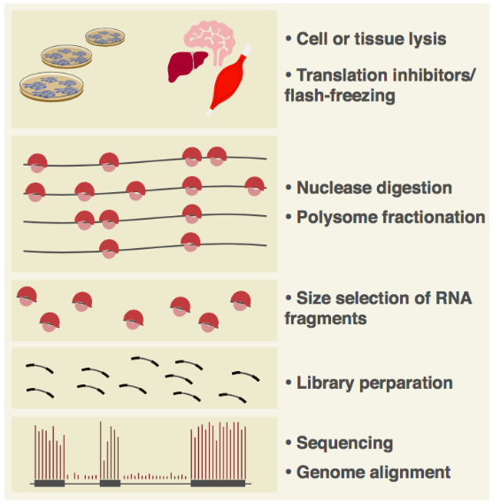 Ribo-seq：翻译组测序 - 知乎