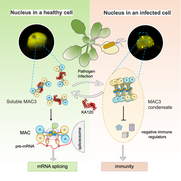 Cell Host & Microbe | 谷杨楠实验室揭示植物免疫激活新机制 - 知乎