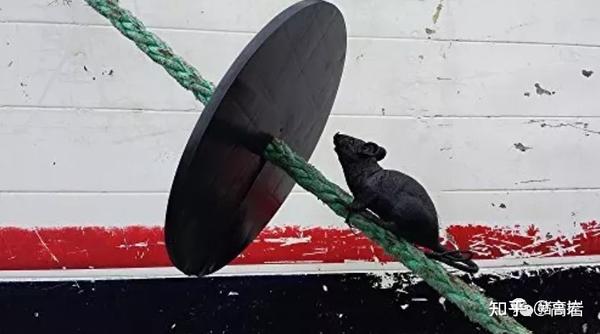 浅谈常见猪场物理防鼠设施 - 知乎