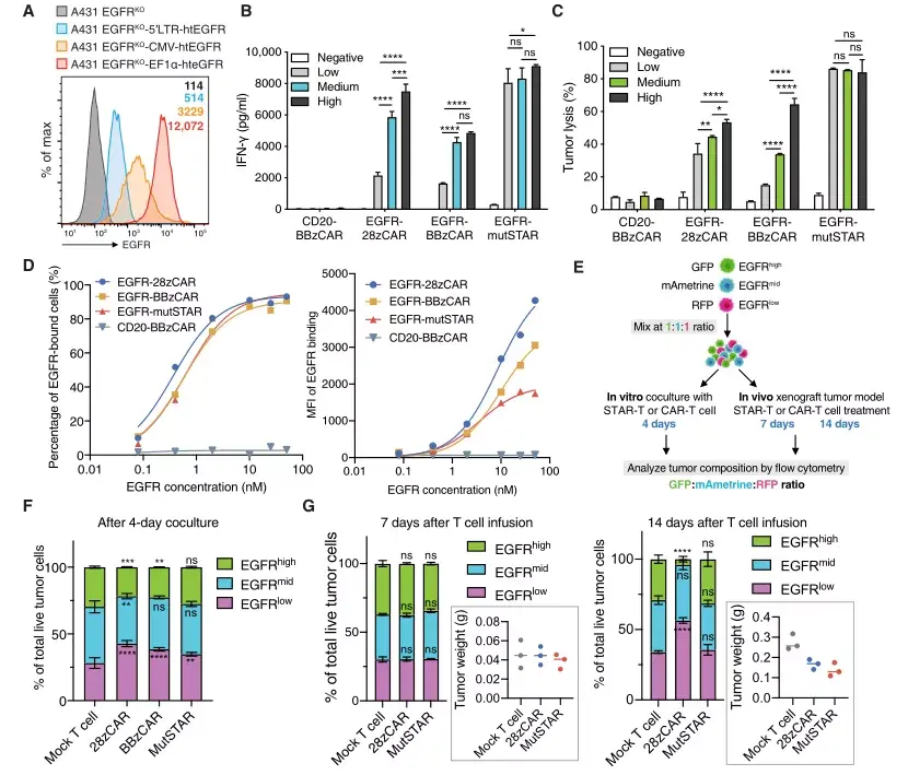 STAR-T: 兼具CAR-T和TCR-T优势，治疗实体瘤的新策略 - 知乎