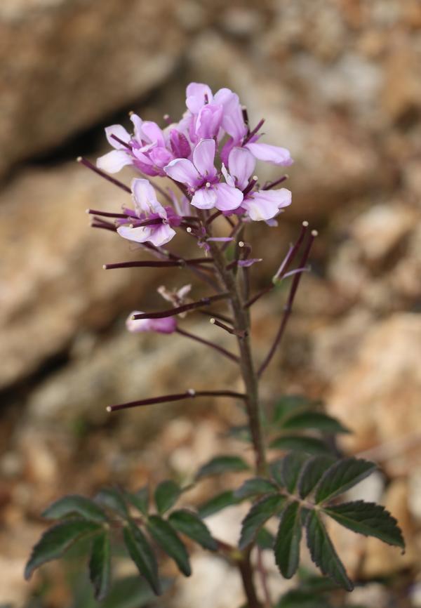 自然：足迹//横断山区植物小记十四：石竹科，十字花科 - 知乎