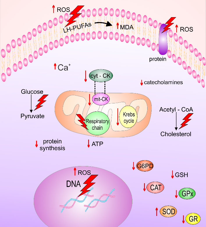 苯丙酮尿症基因治疗的潜力模型——Pah-R408W - 知乎
