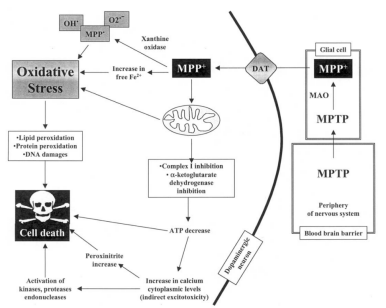 疾病模型 | 帕金森综合征动物模型介绍 - 知乎
