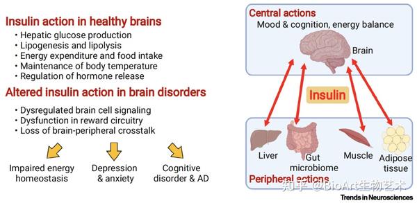 Trends Neurosci：胰岛素抵抗与神经精神疾病有何关联？ - 知乎