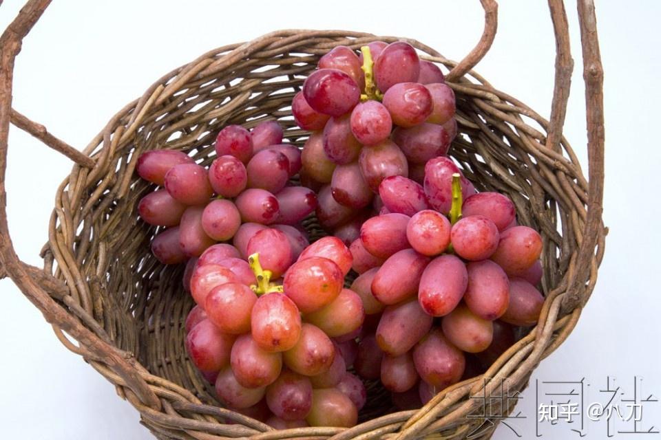 【共同社】关注：日本全力防止葡萄等品牌水果种苗外流 - 知乎