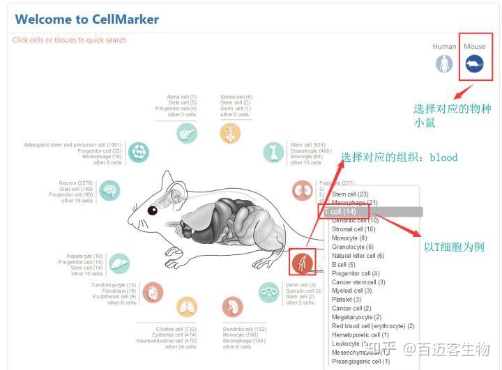 经验分享|细胞注释实操指南，让单细胞注释更简单 - 知乎