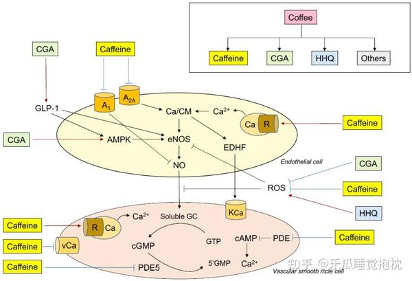 咖啡因是如何提神的？经常喝咖啡对身体好吗？ - 知乎