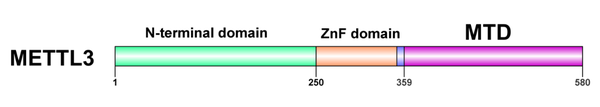 深度丨RNA m6A修饰直接调控肿瘤发生吗？这篇Nature有话说 - 知乎