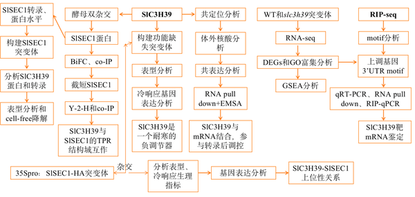 RIP-seq项目文章｜New Phytol发表番茄耐寒的转录后调控机制 - 知乎