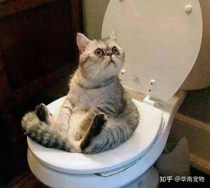 猫主子乱撒尿？用这招对付它！ 知乎