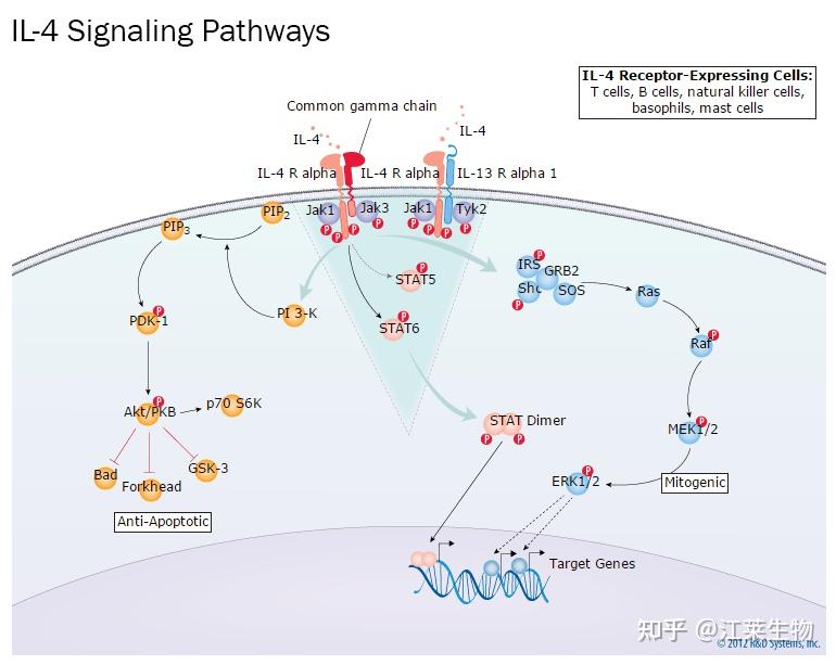 免疫调节达人之细胞因子— IL-4 - 知乎