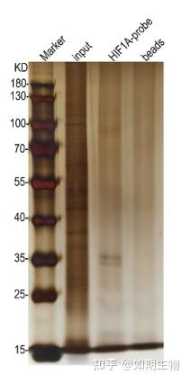 DNA-pull-down实验方法和检测报告模板 - 知乎