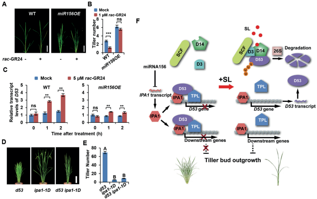 转录因子IPA1，次次都能发顶刊是怎么做到的？ - 知乎
